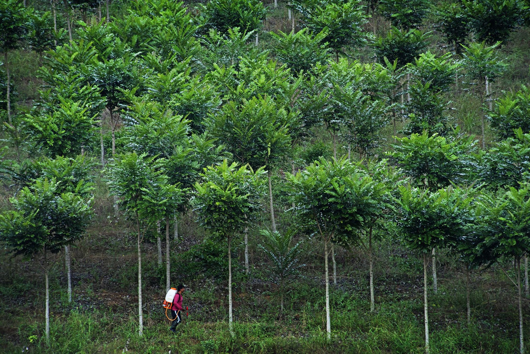 Peru’s native species: an urgent biological wealth to preserve – BAM