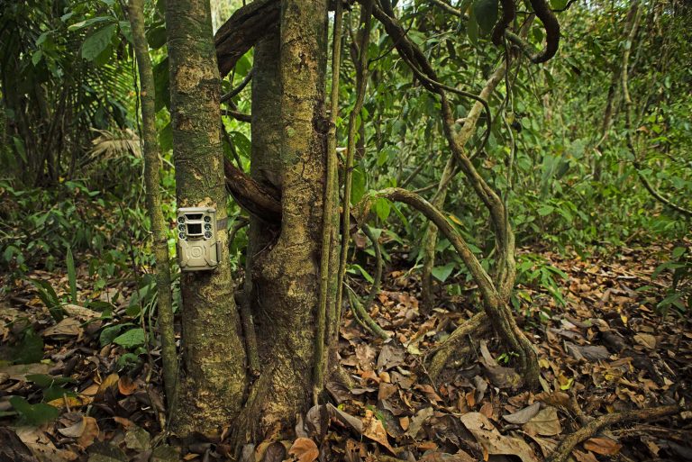 Extraordinary results from hundreds of camera traps installed in Campo ...