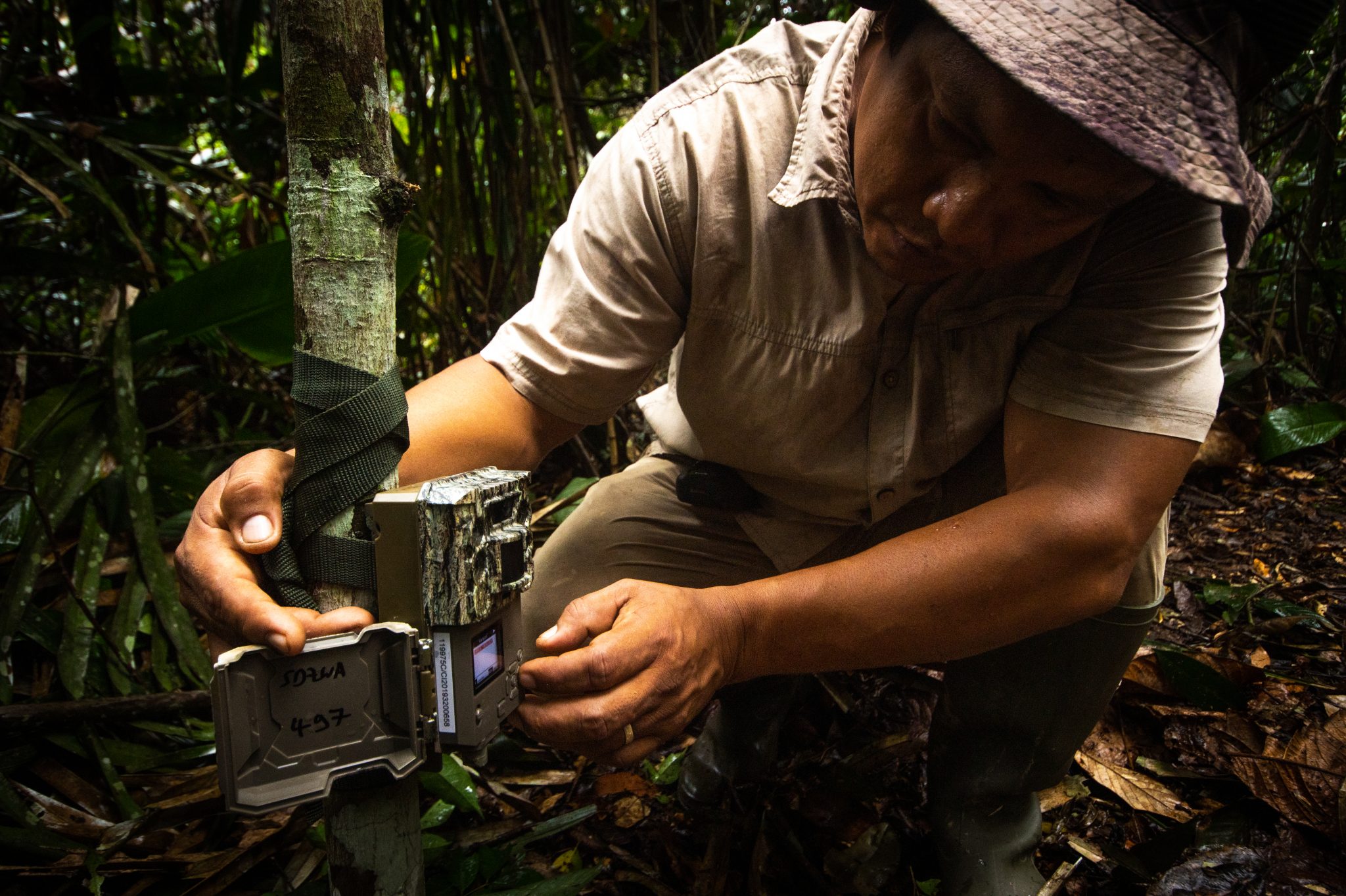 Extraordinary results from hundreds of camera traps installed in Campo ...