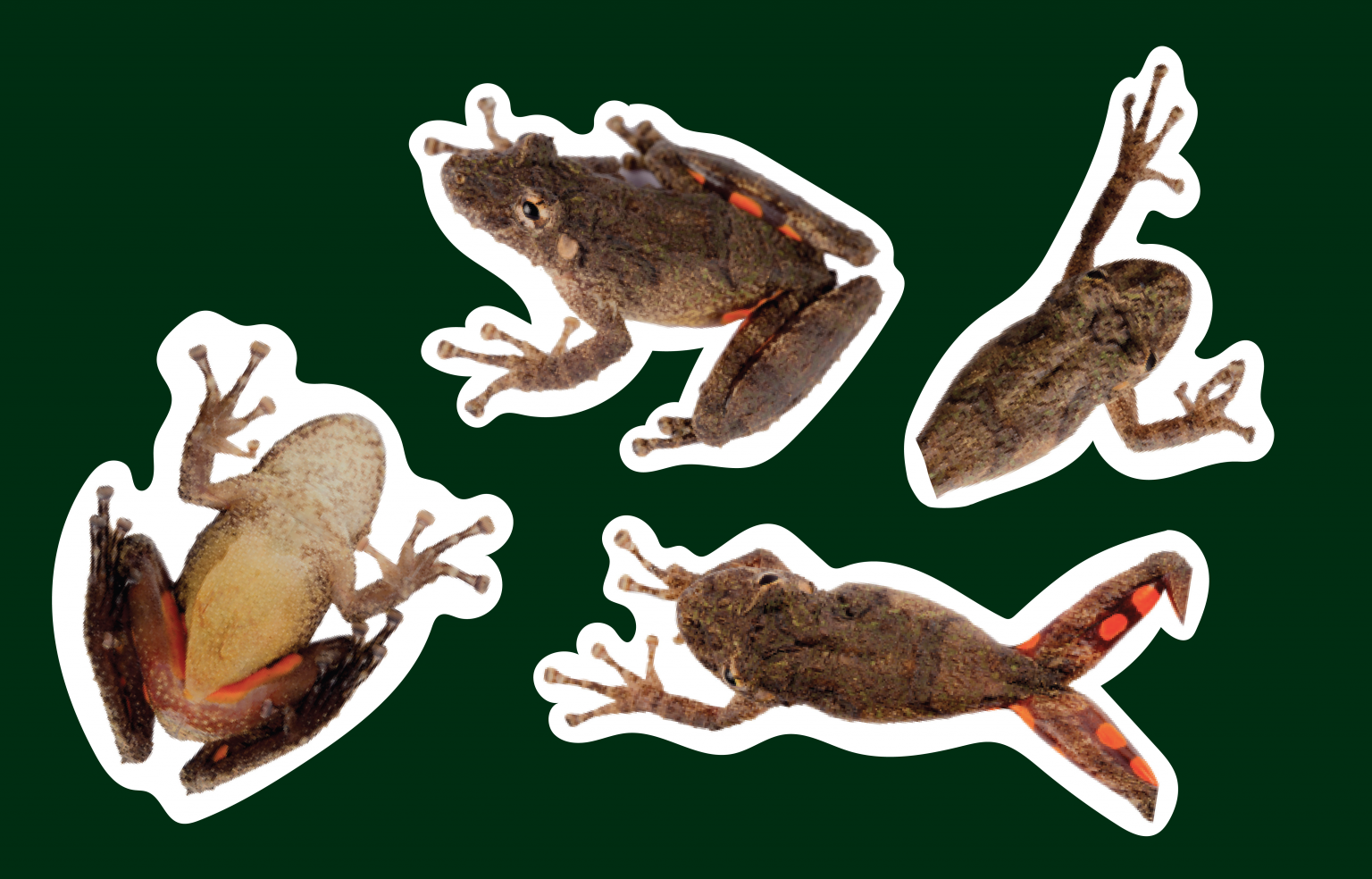 New frog species discovered in the forests conserved under REDD+ The ...