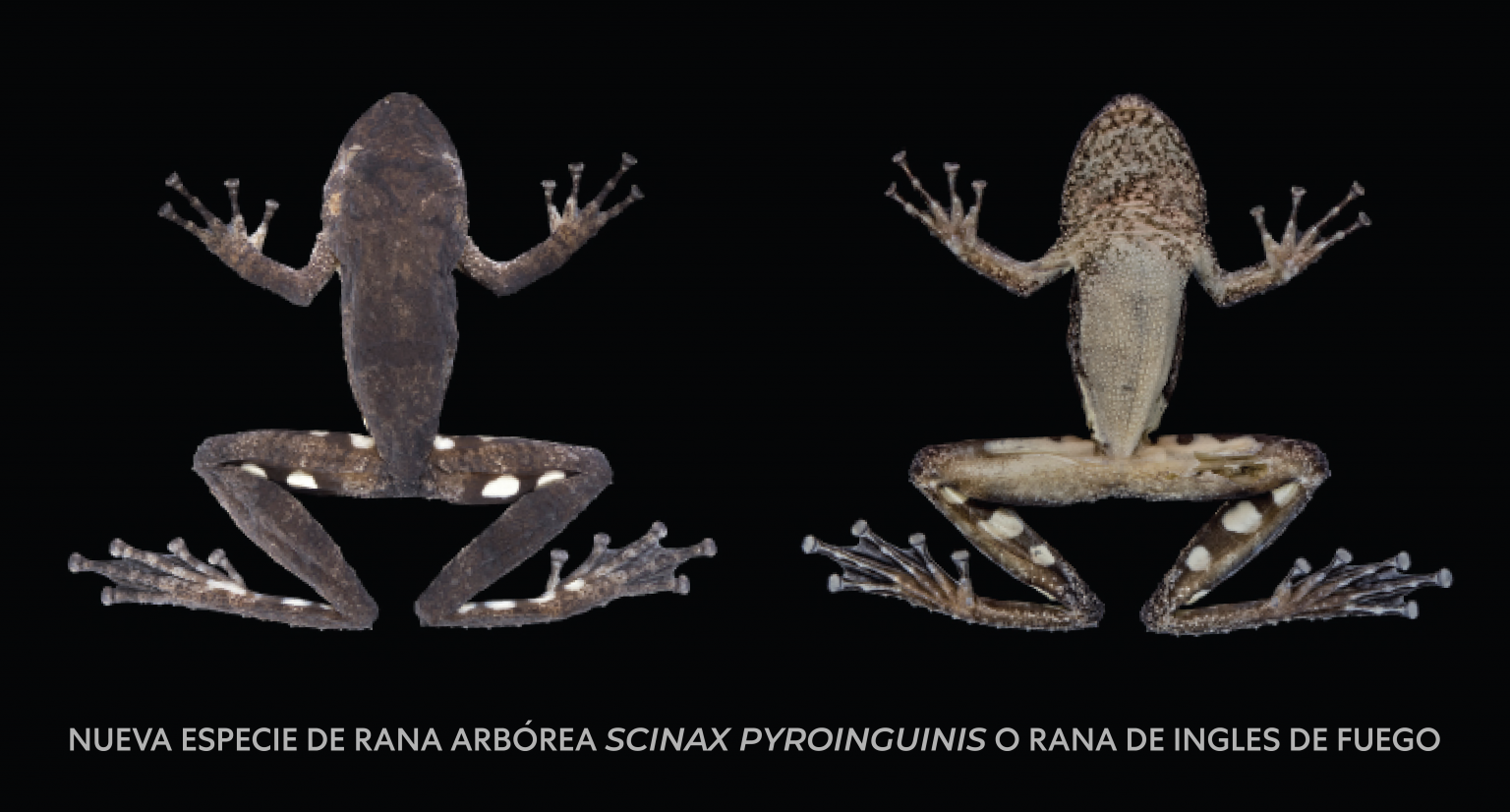 Scinax pyroinguinis: new frog species for science found in BAM’s ...