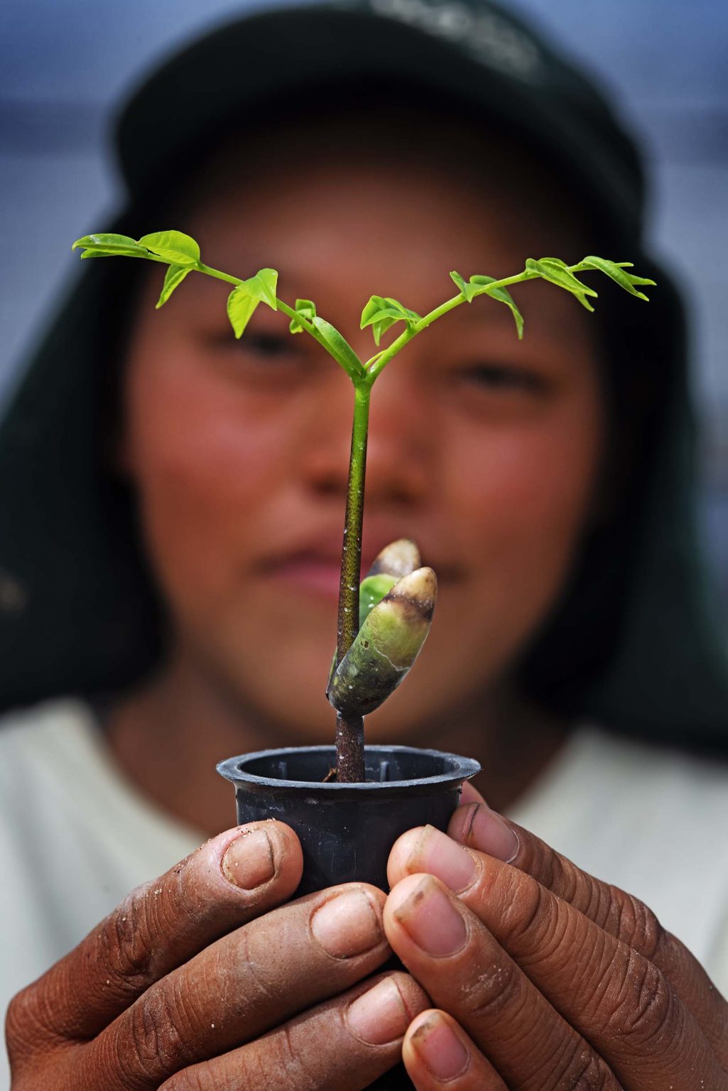 Especies nativas del Perú: una riqueza biológica urgente de preservar – BAM