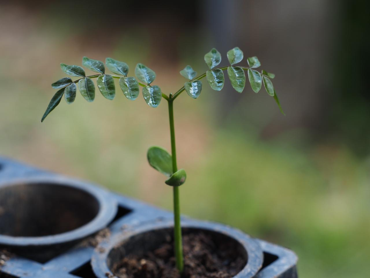 Shihuahuaco y Marupa: plantas que reproduce el vivero clonal de BAM, su ...