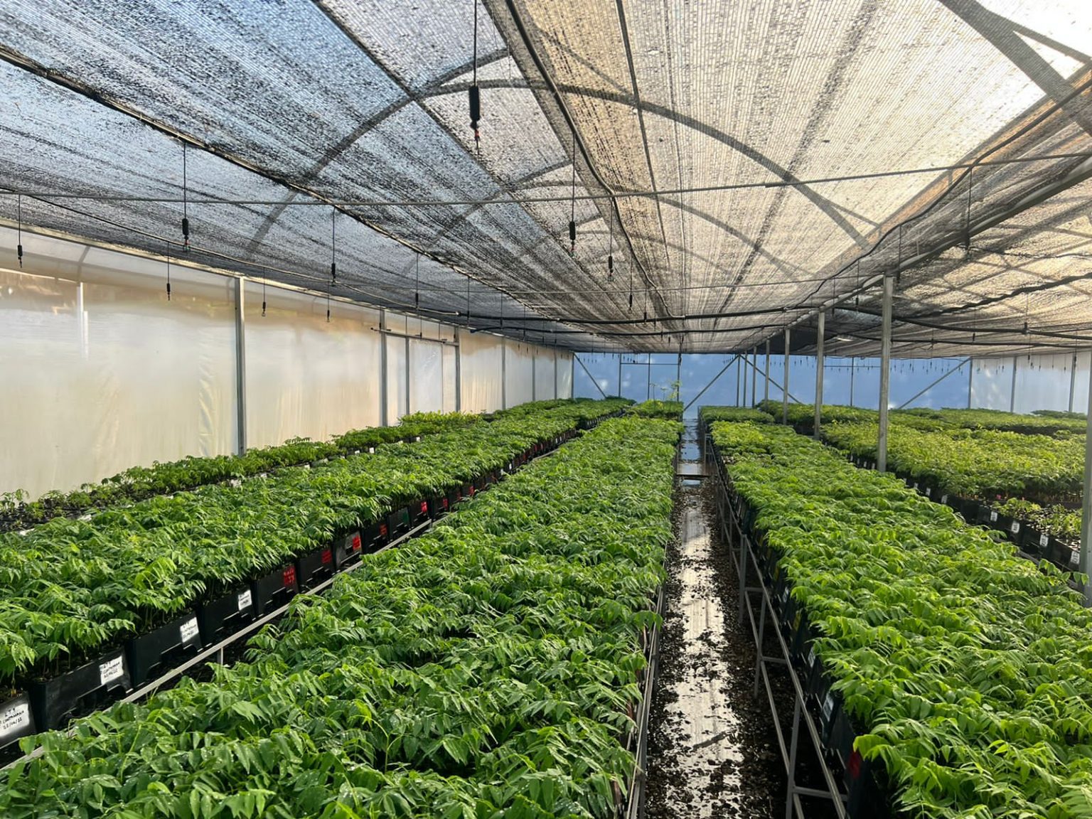 Peru’s native species: an urgent biological wealth to preserve – BAM