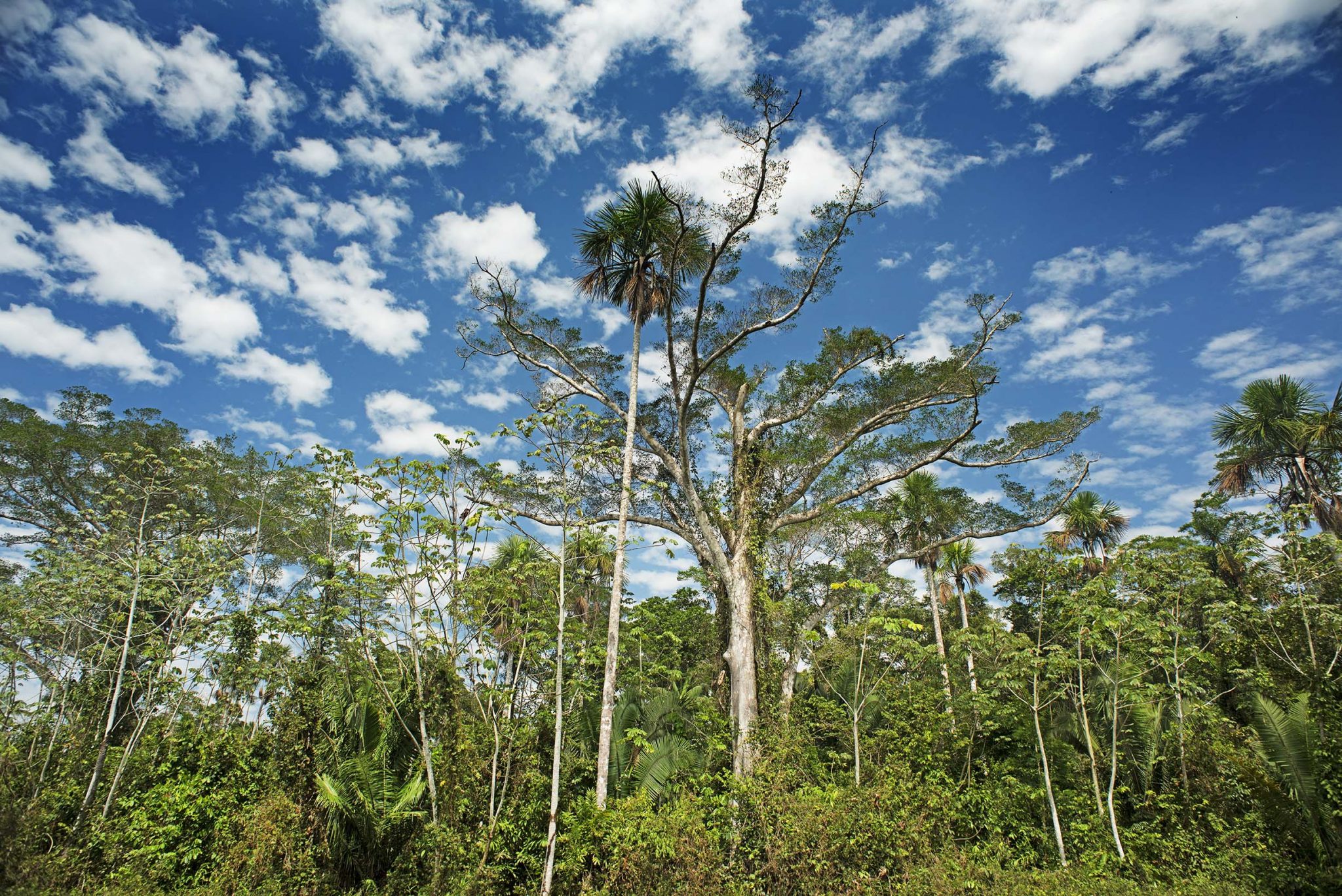 Área de Conservación Privada Campo Verde: preservando la biodiversidad ...